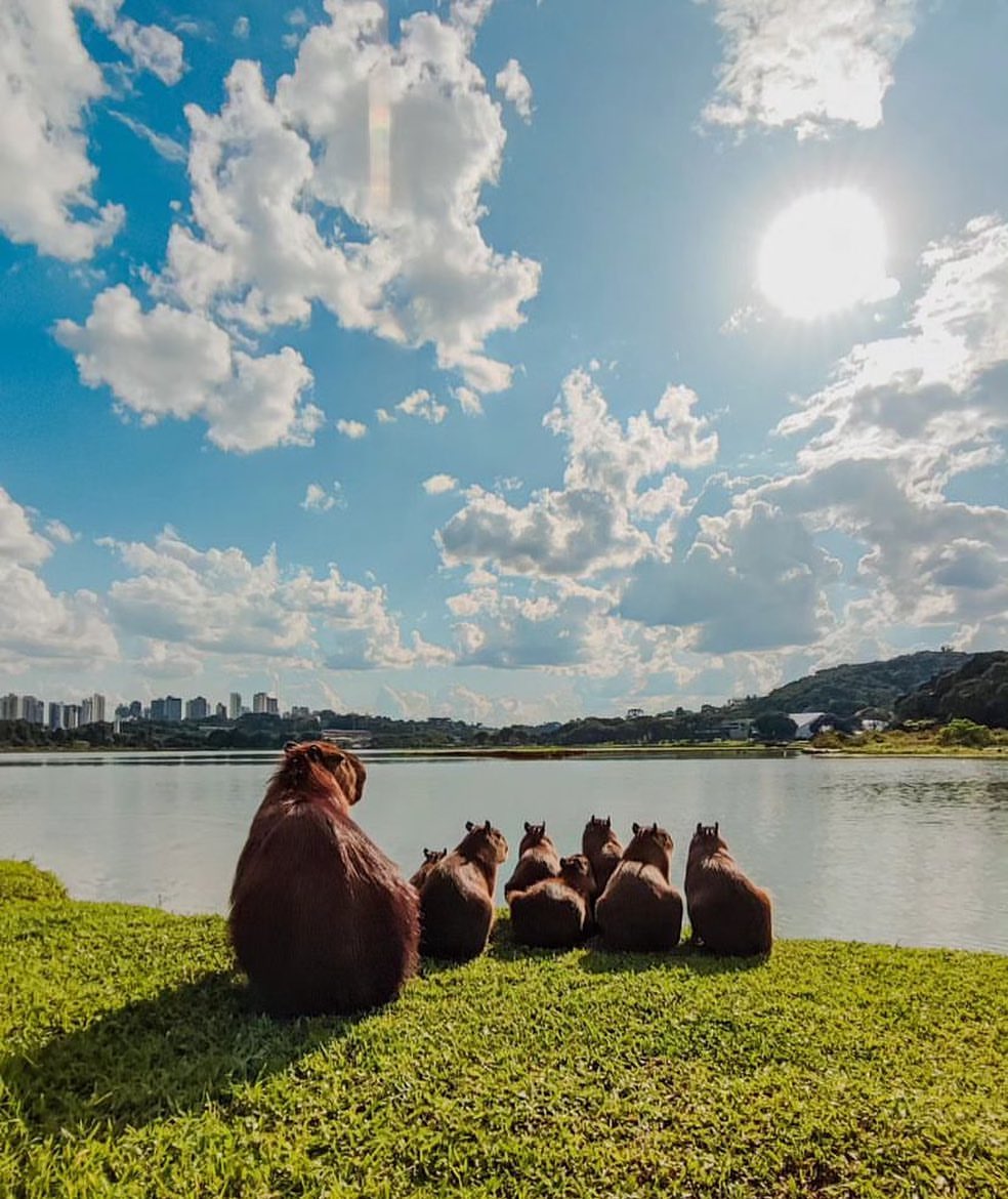 Quais parques de Curitiba têm capivara? Descubra os melhores lugares ...
