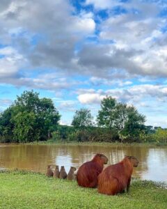 Por que a Capivara é o Mascote de Curitiba? Entenda o porquê - iLove ...