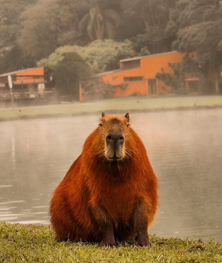 Capibu: Capivara Gigante de Natal em Cascavel Encanta e Viraliza nas ...