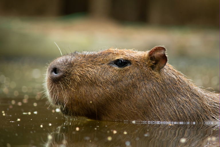 3 Lugares para ver as Capivaras em Curitiba: Um Guia Completo e ...
