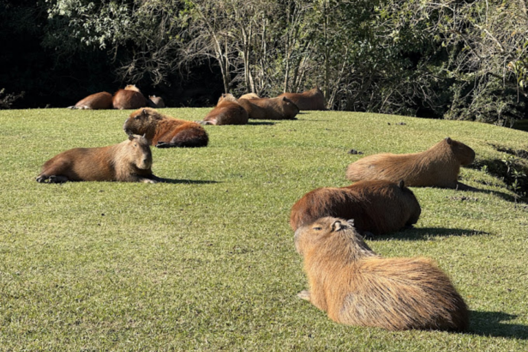 Onde Ver Capivaras em Curitiba? 5 Lugares Perfeitos para Encontrá-las ...